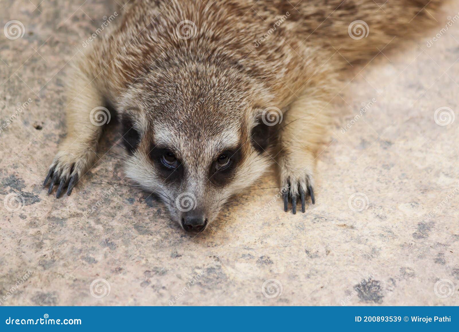 Meerkats Sleeping on the Floor in an Open Zoo in Thailand Stock Image ...