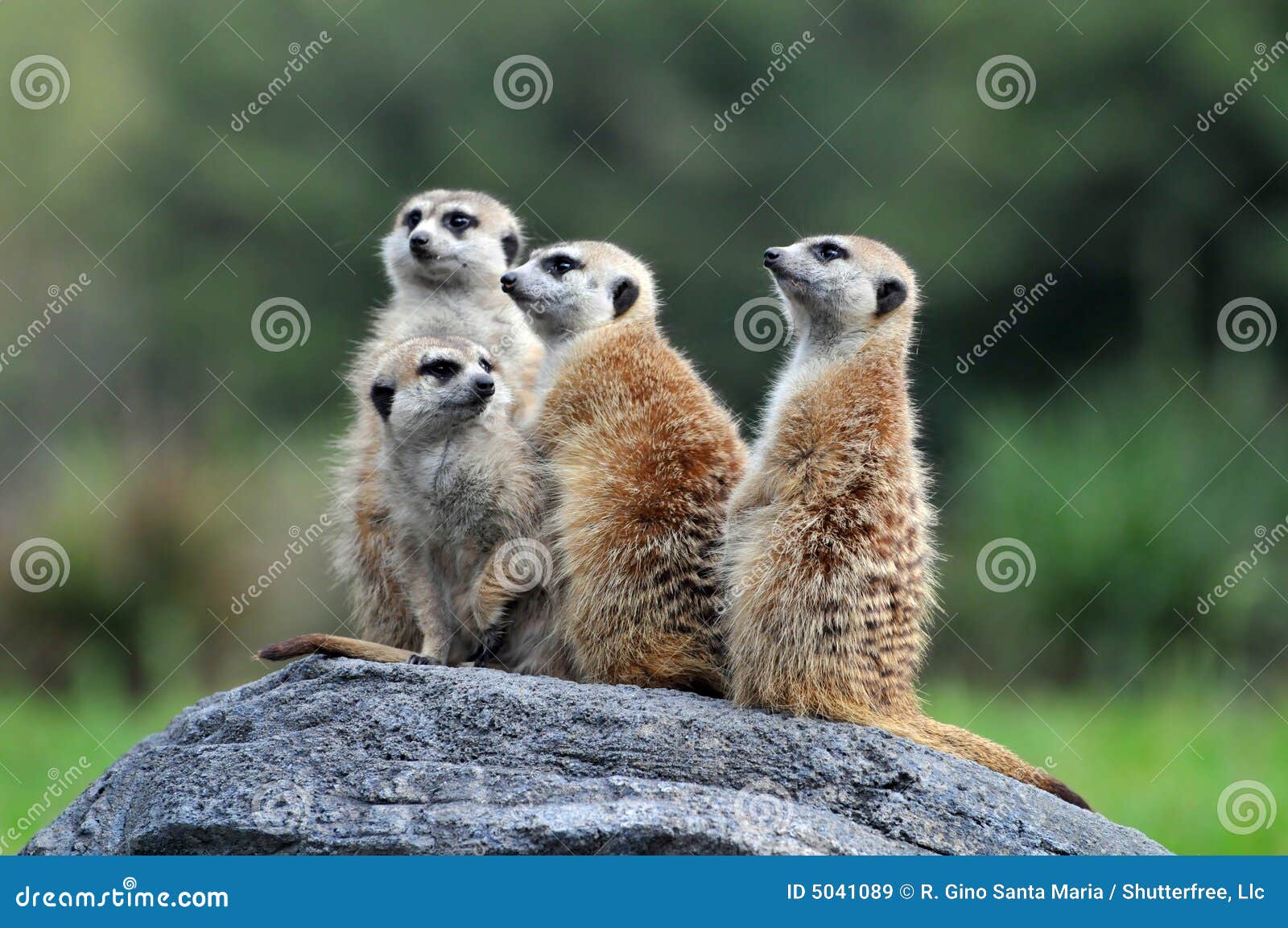 Meerkats Standing on Rock stock image. Image of alert - 5041089