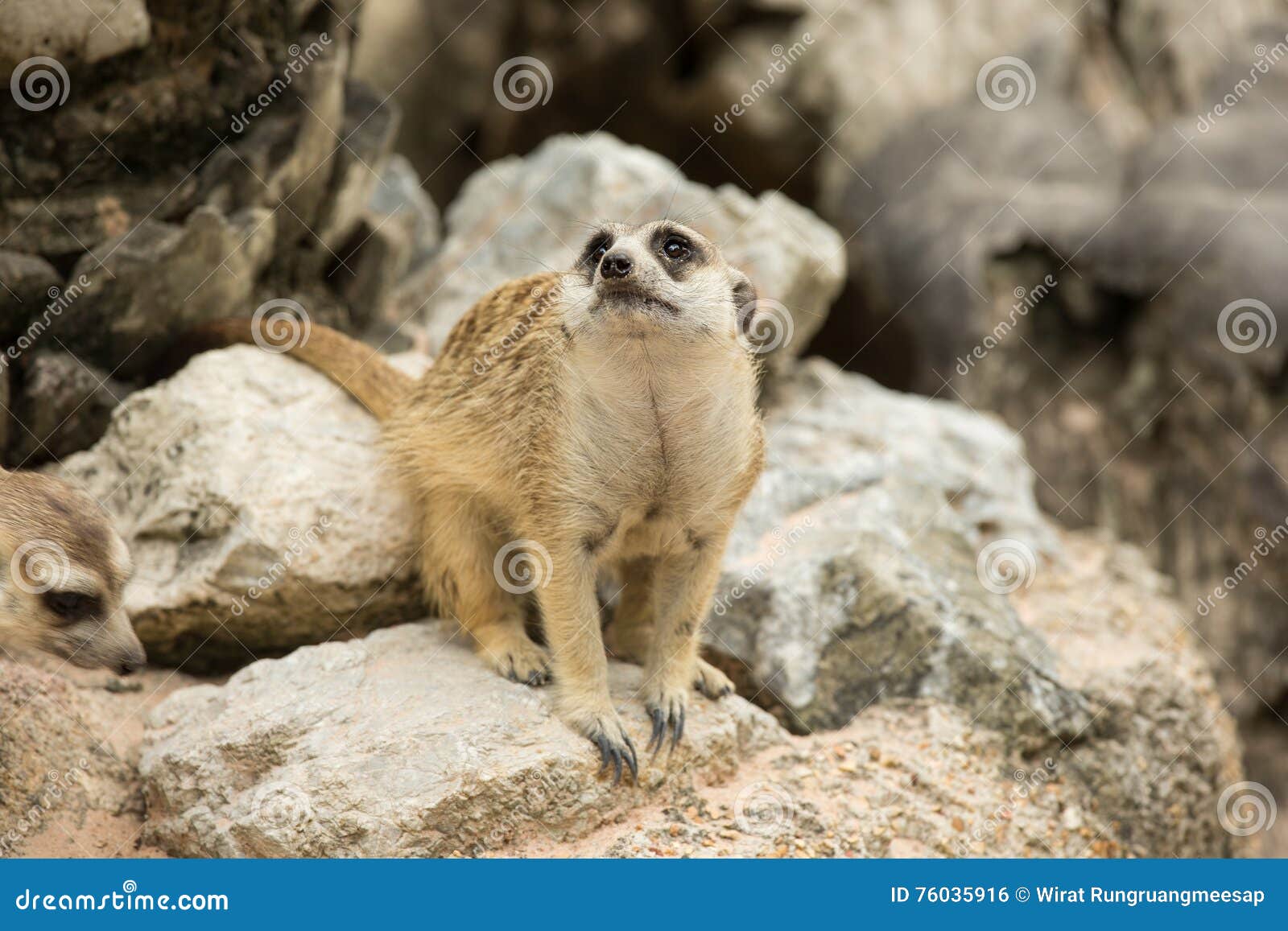 Suricate Looking Right At Her Animal Friends With Her Nose Hurt, At The ...