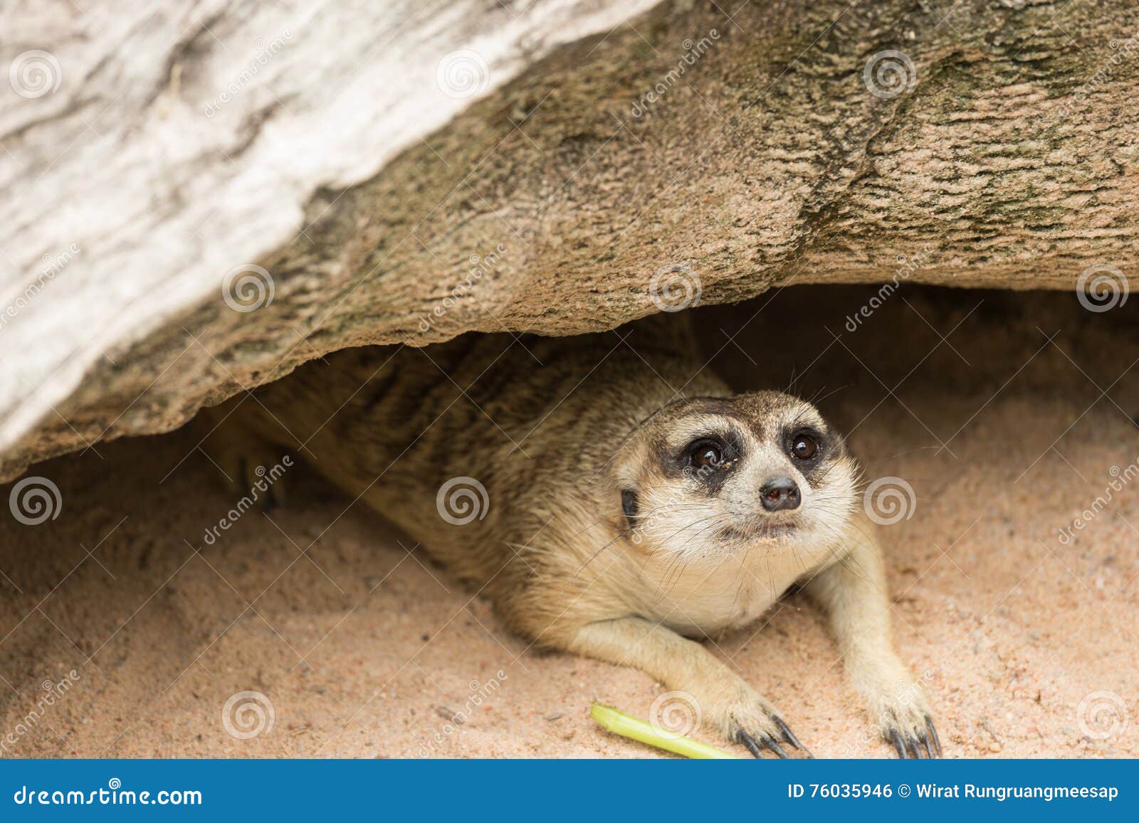 Meerkats or Suricate Looking Stock Photo - Image of meerkats, baby ...