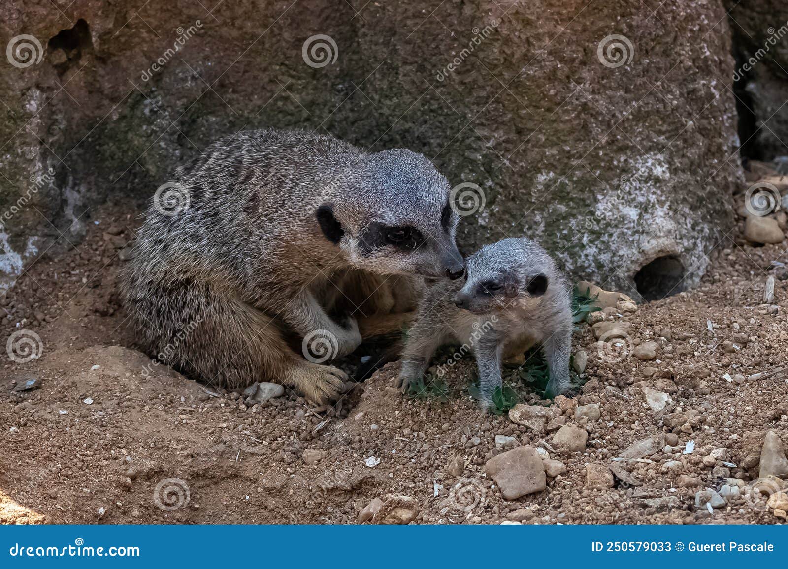 Meerkats, mother and baby stock image. Image of mongoose - 250579033
