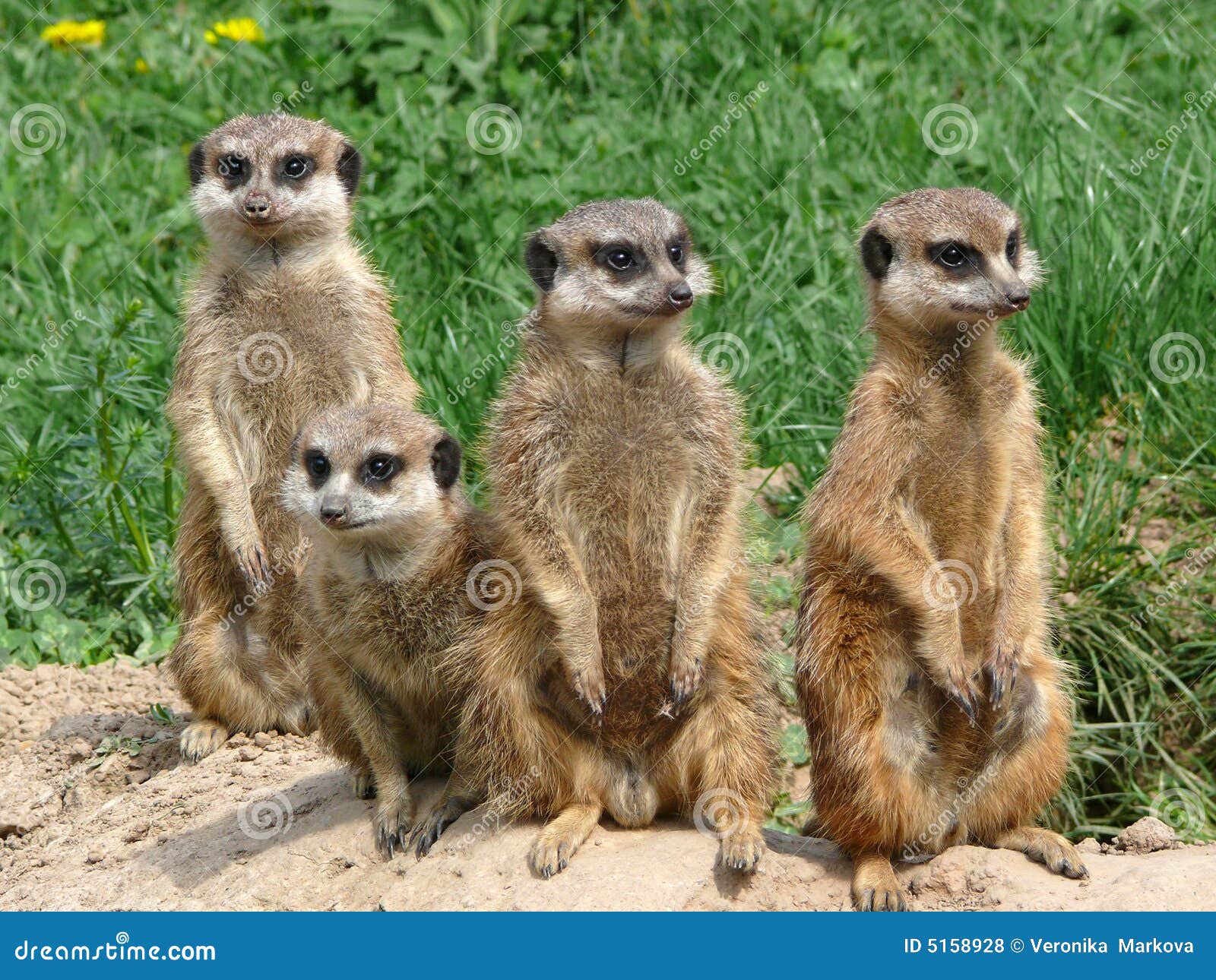 Meerkats - Suricatta Del Suricata Foto de archivo - Imagen de familia ...