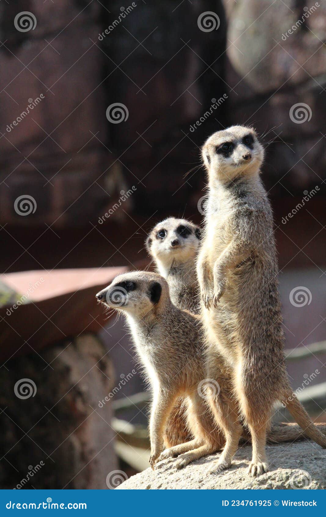 Meerkats in Their Natural Habitat Stock Image - Image of meerkat ...