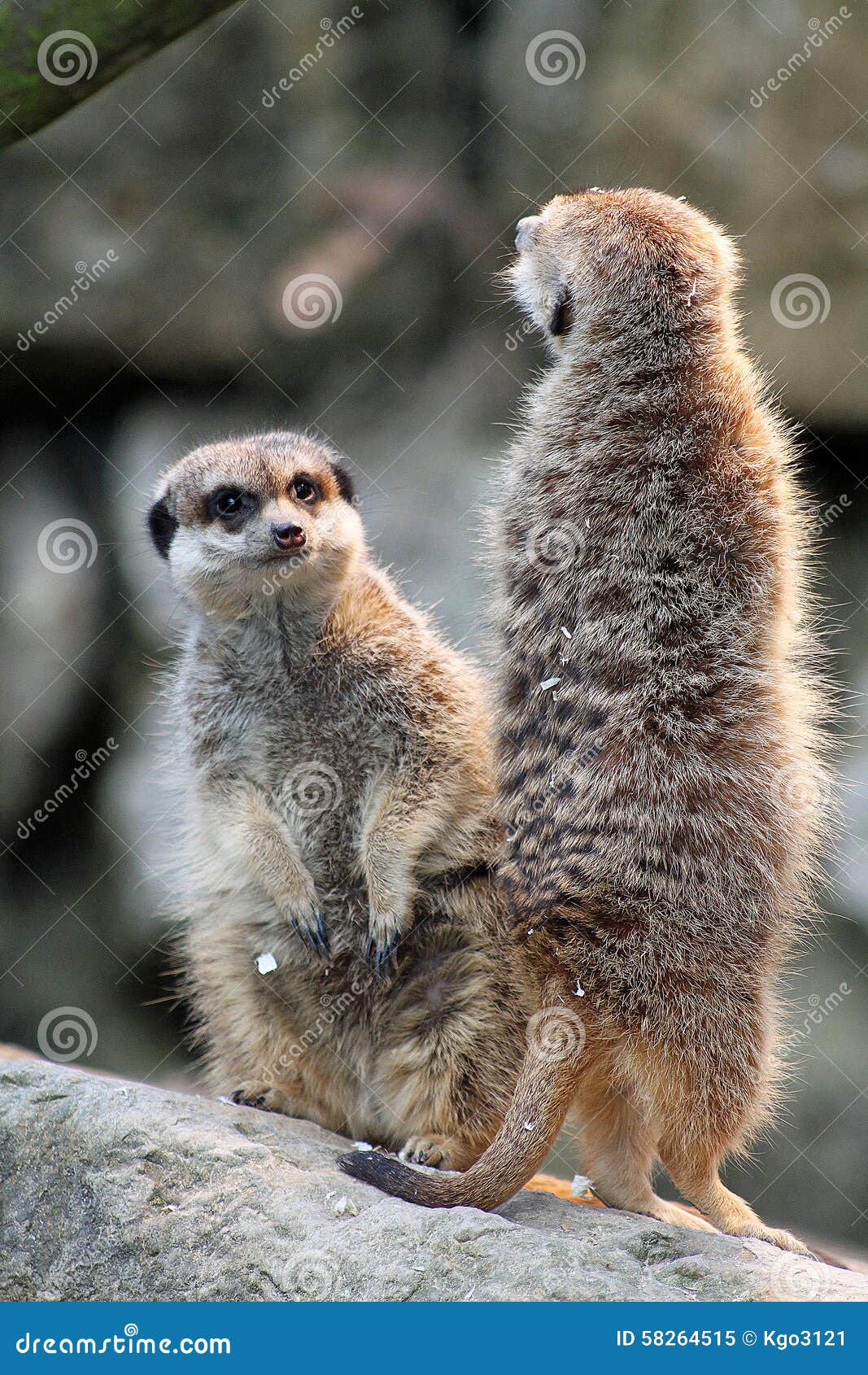 Meerkats stock image. Image of face, cute, head, animal - 58264515