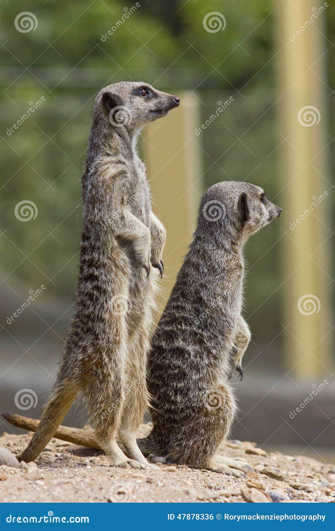 Meerkats stock photo. Image of guard, pack, africa, claws - 47878336