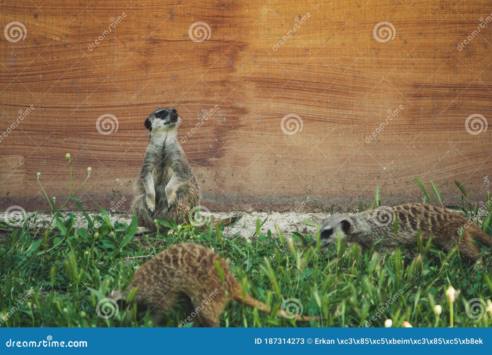 Meerkats Watching Around for Safety and Warning Stock Image - Image of ...