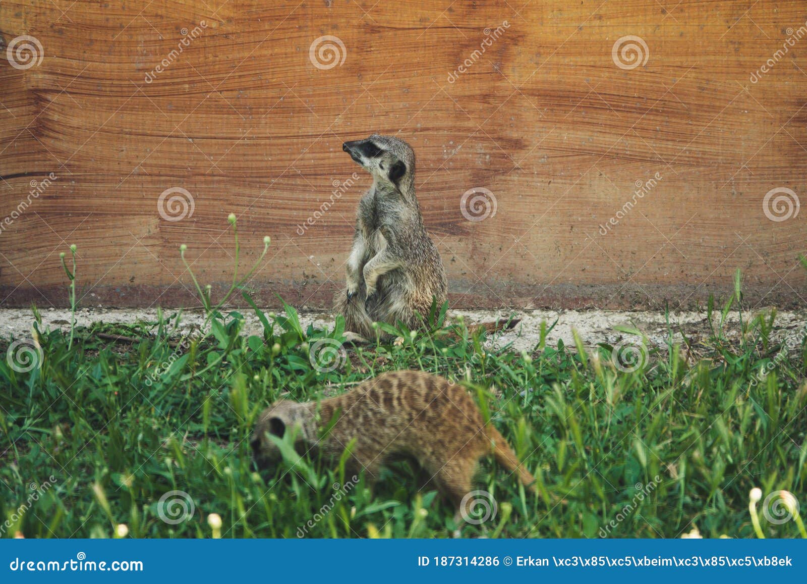 Meerkats Watching Around for Safety and Warning Stock Photo - Image of ...