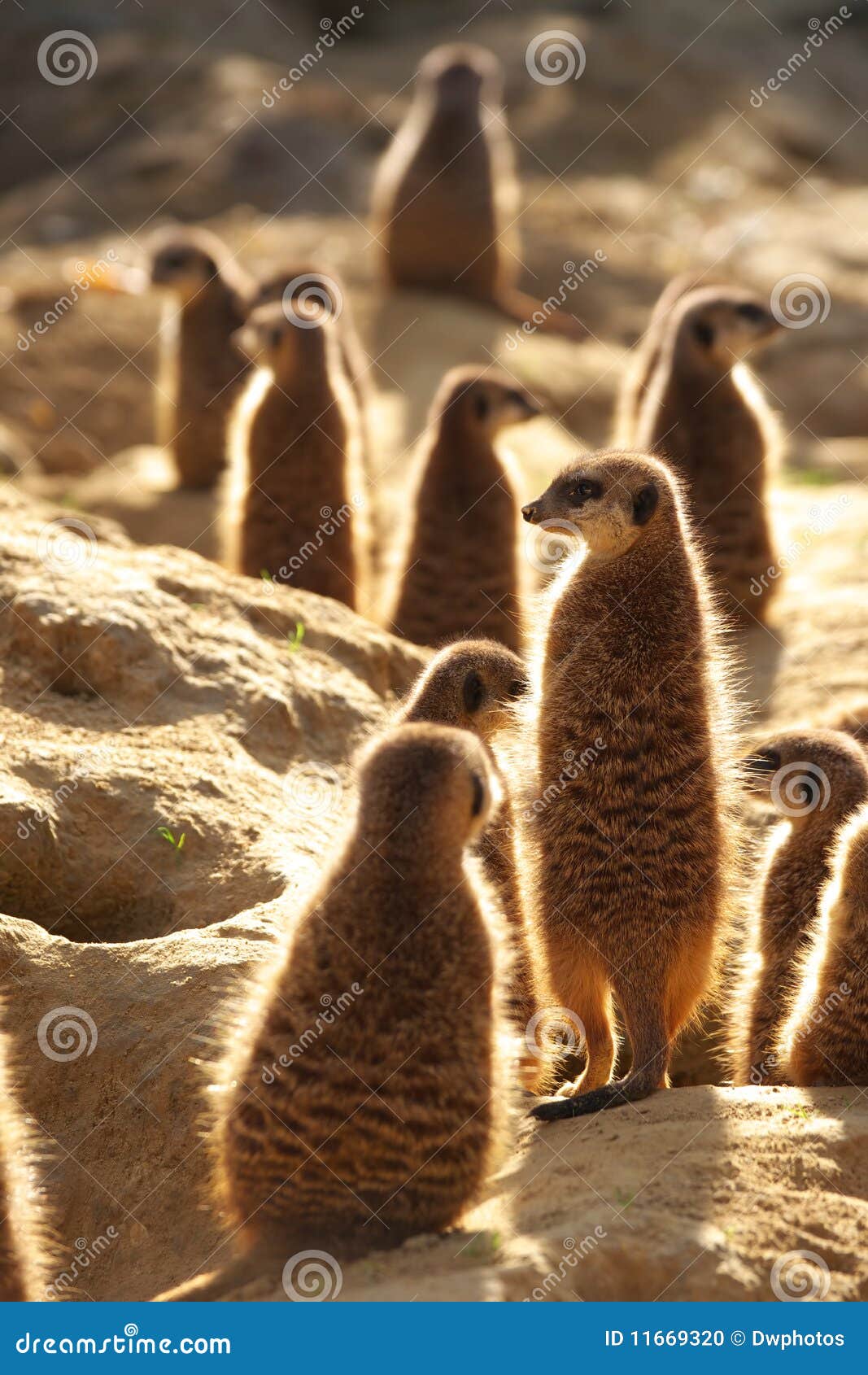 Meerkats Watching at Sunrise Stock Photo - Image of looking, meerkat ...