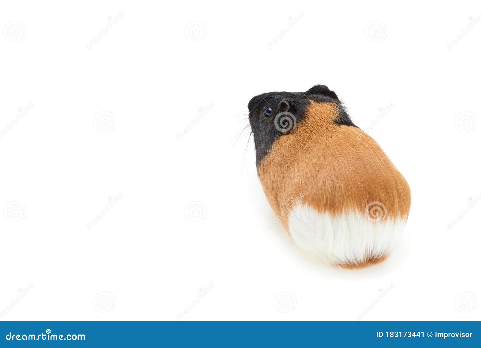 Meerschweinchen. Cavy Isoliert Stockbild - Bild von fauna, nave: 183173441 Meerschweinchen. Cavy Isoliert Stockbild - Bild von fauna, nave: 183173441