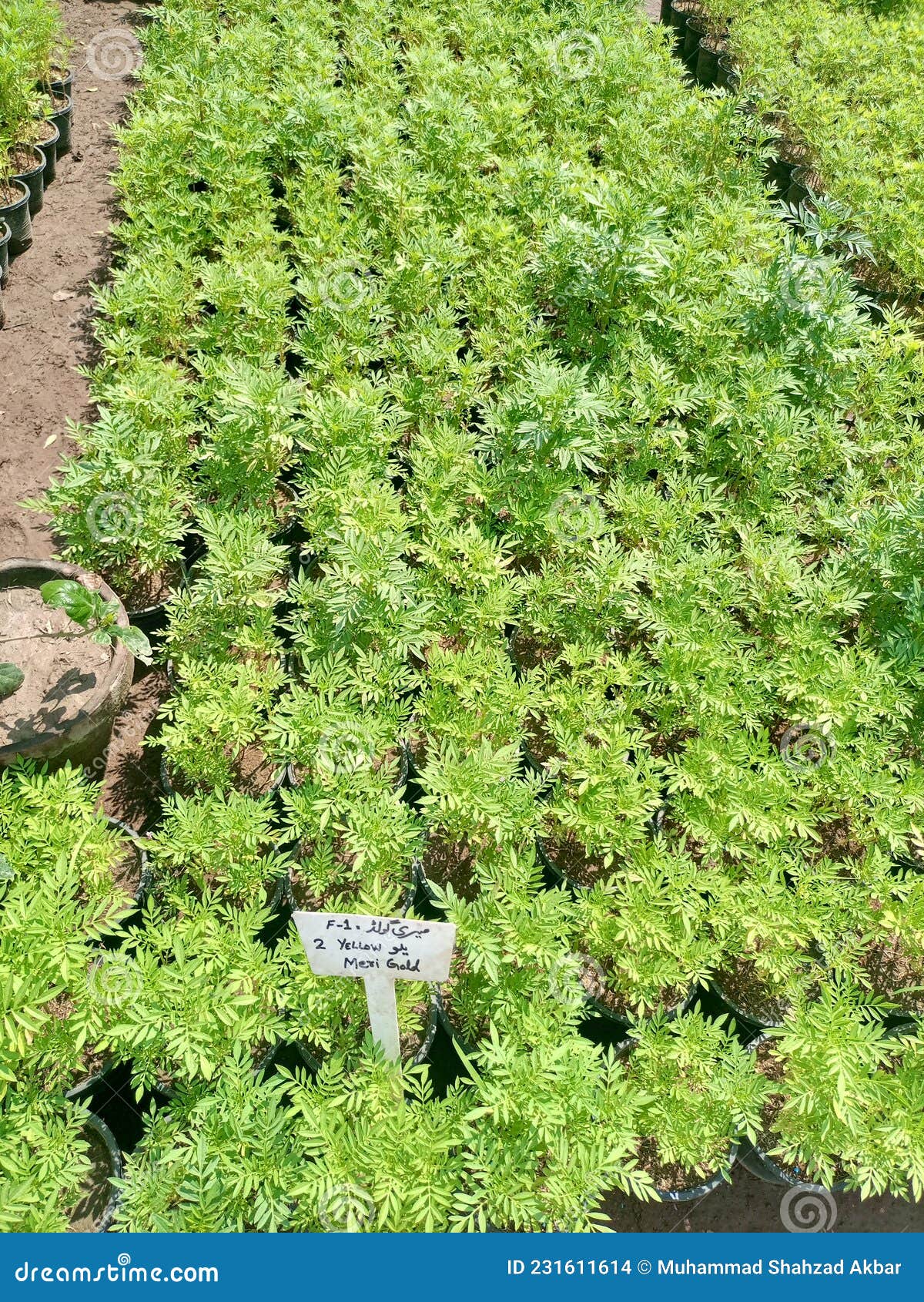 Meery Gold Flower stock photo. Image of meery, produce - 231611614