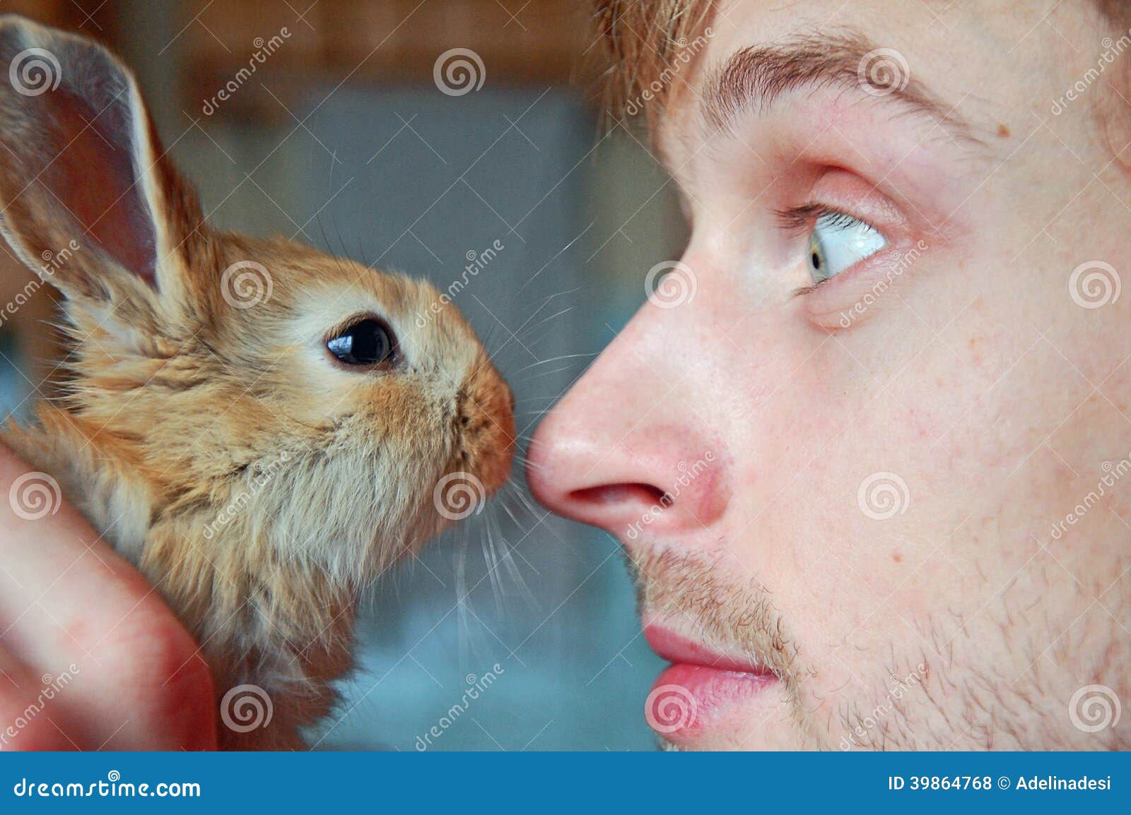 Meet the Rabbit stock photo. Image of beard, nose, brown - 39864768