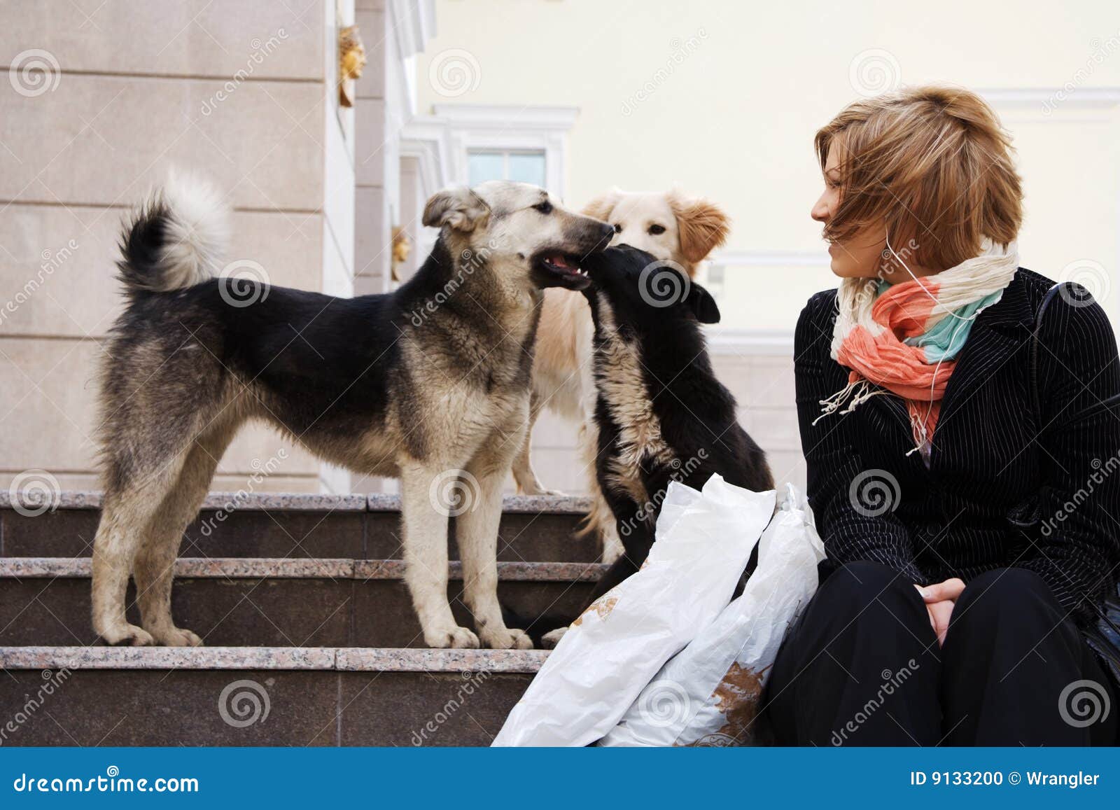 A Pack Of Stray Dogs Wandering On The Way Royalty-Free Stock Photo ...
