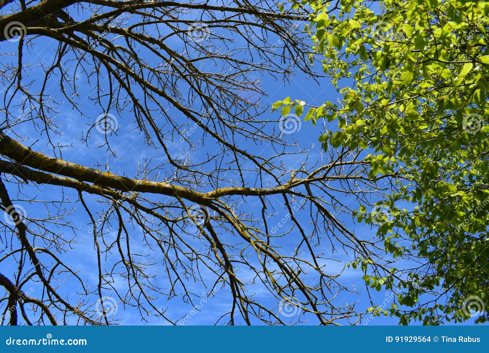 Meeting Arms from Different Trees Stock Photo - Image of meeting, tree ...