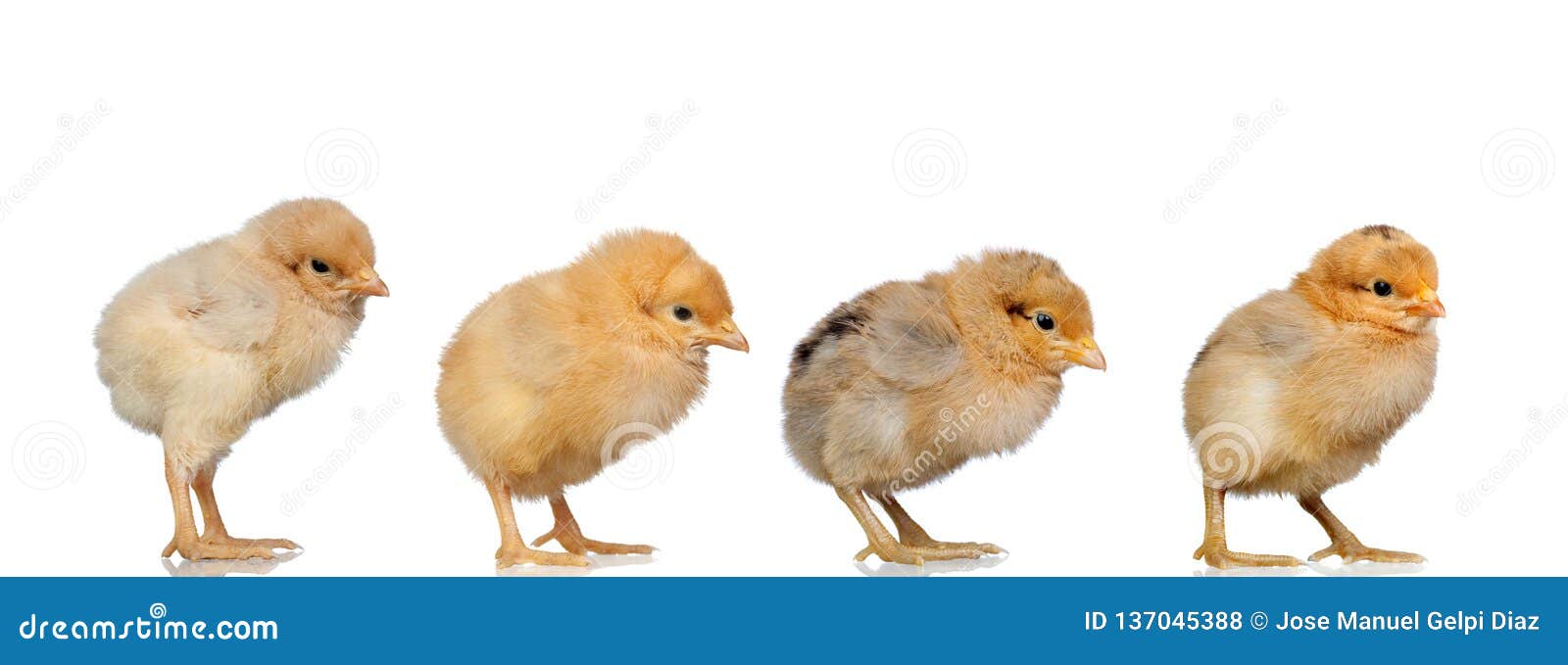 Meeting of Chickens at Easter Stock Photo - Image of beak, hatched ...