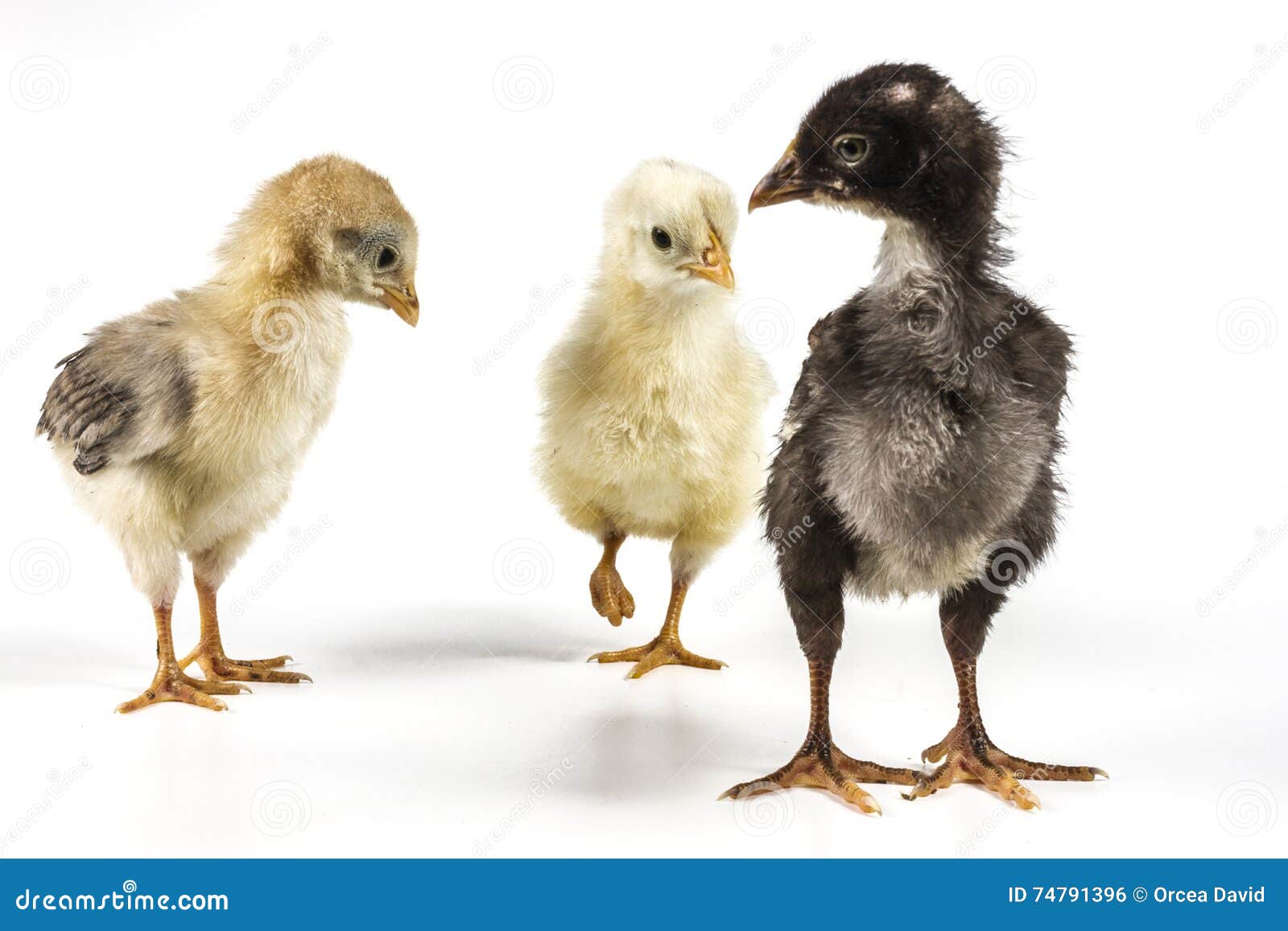 Meeting of Chickens stock photo. Image of brown, chick - 74791396