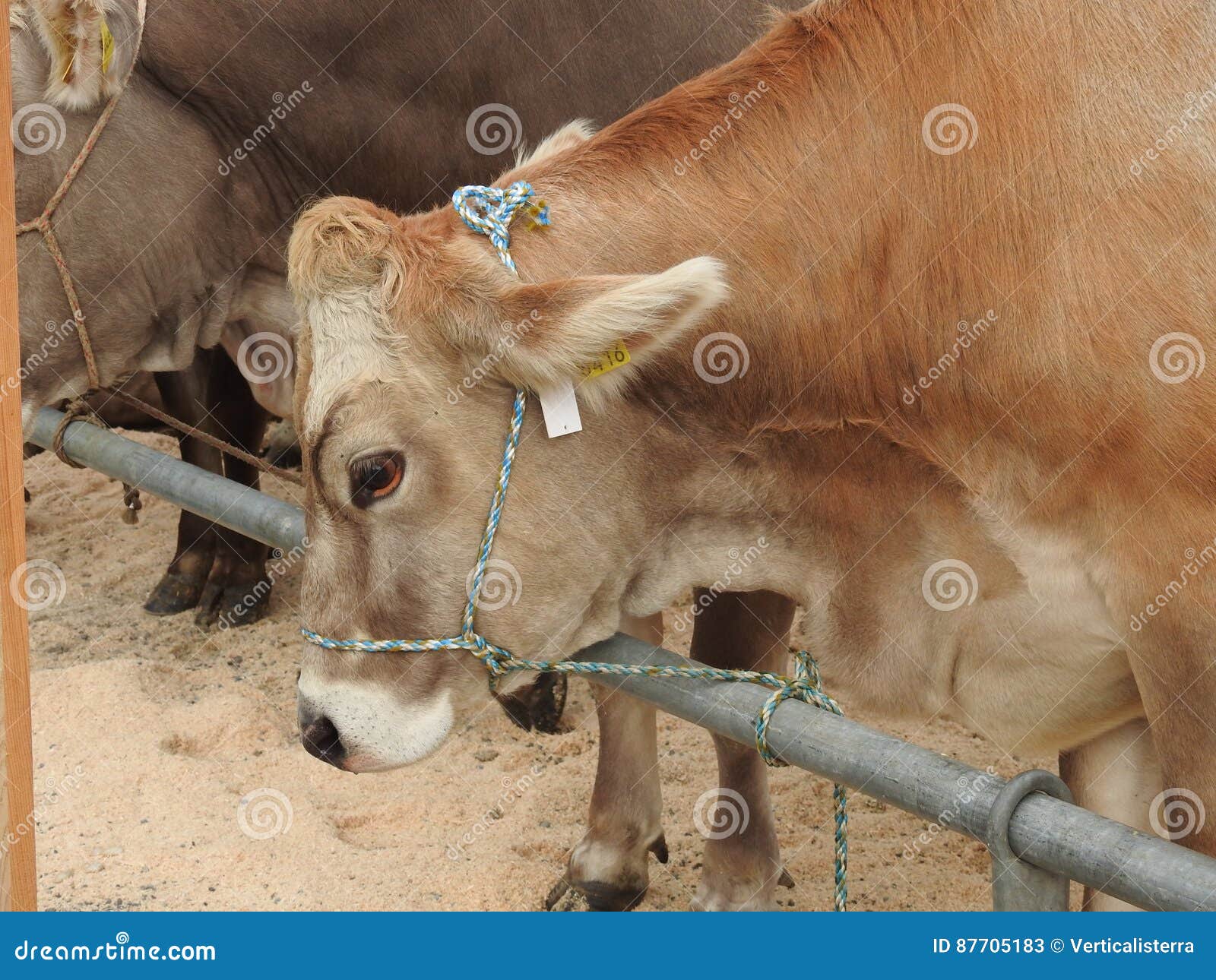 The Meeting of the Cowherds Stock Image - Image of commitment, meeting ...