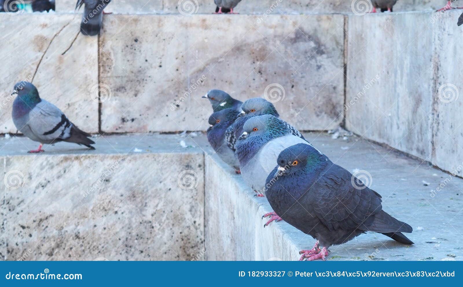 Meeting Cute Pigeons on the Square. Stock Image - Image of still ...
