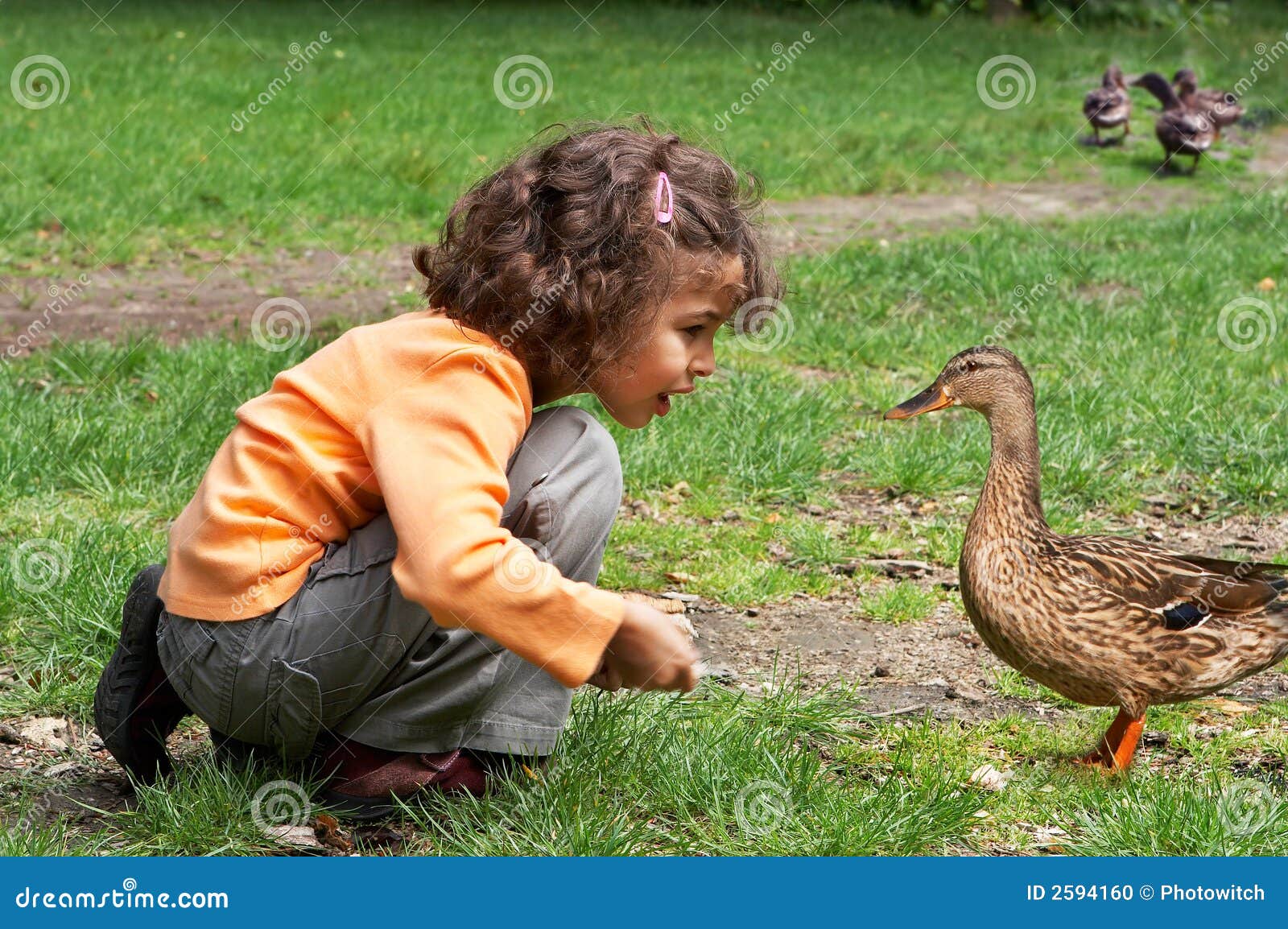 Meeting a duck stock photo. Image of happy, child, bread - 2594160