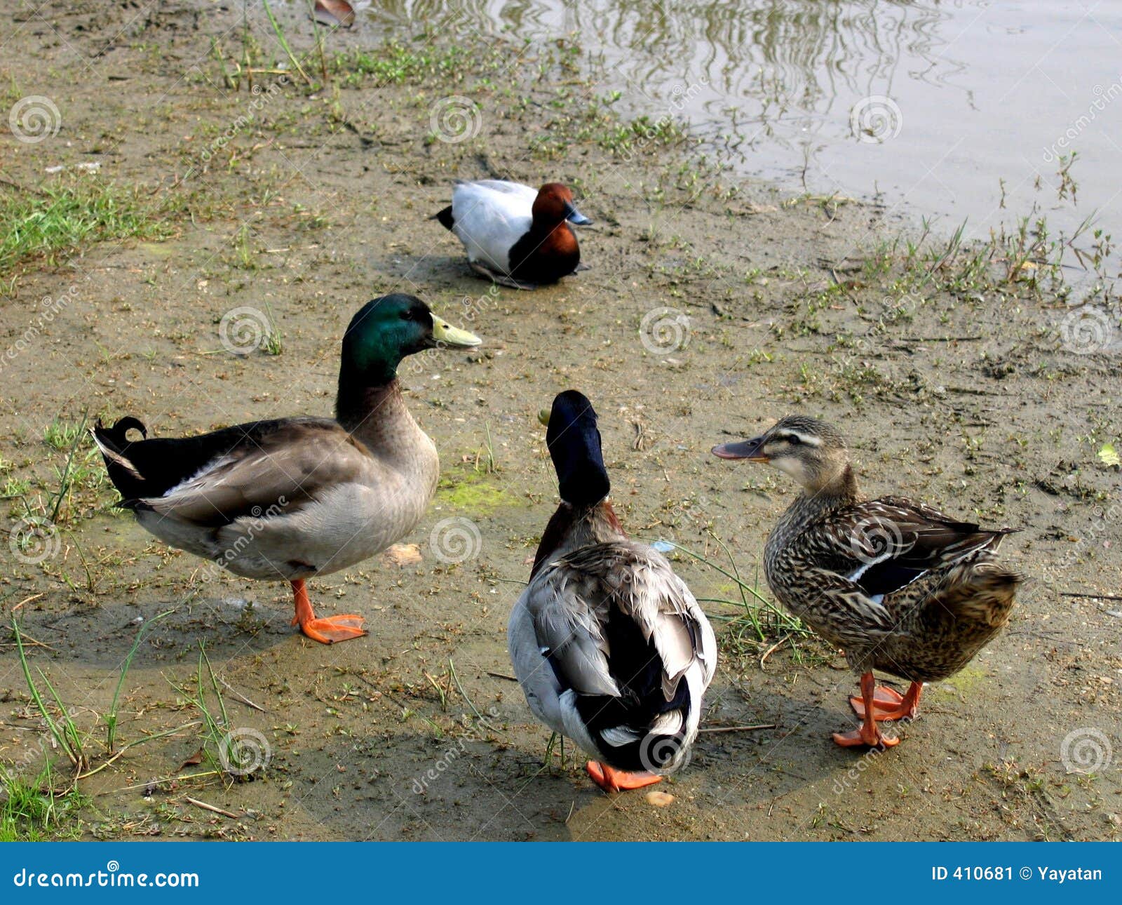 Meeting of the Ducks stock image. Image of four, mandarin - 410681