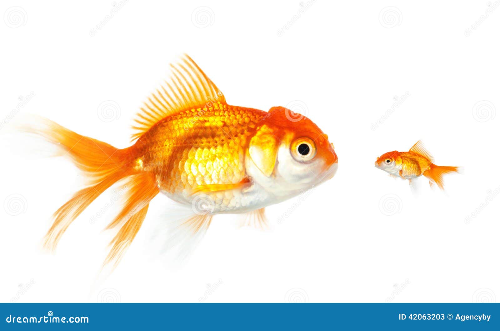 Meeting of Large and Small Goldfish Stock Image - Image of gold ...