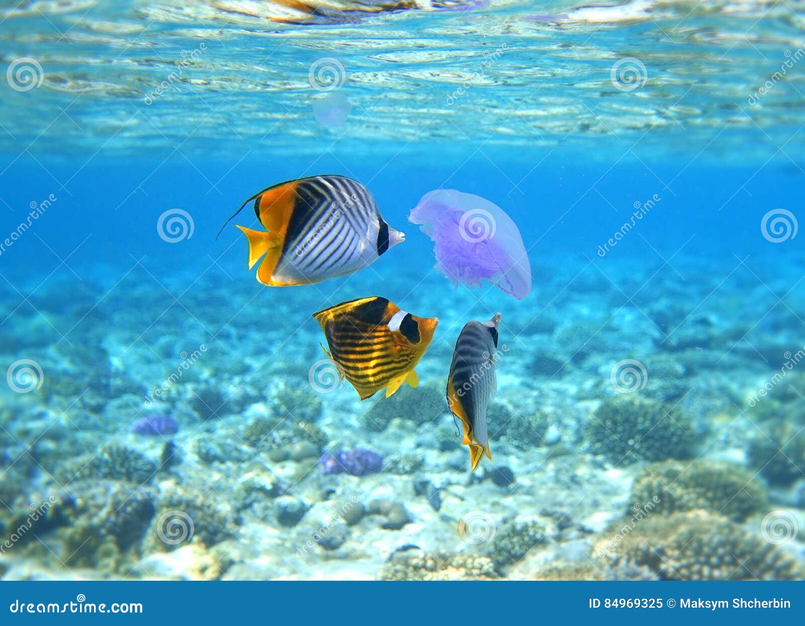 Fish Meeting stock image. Image of seas, couple, walk - 84969325