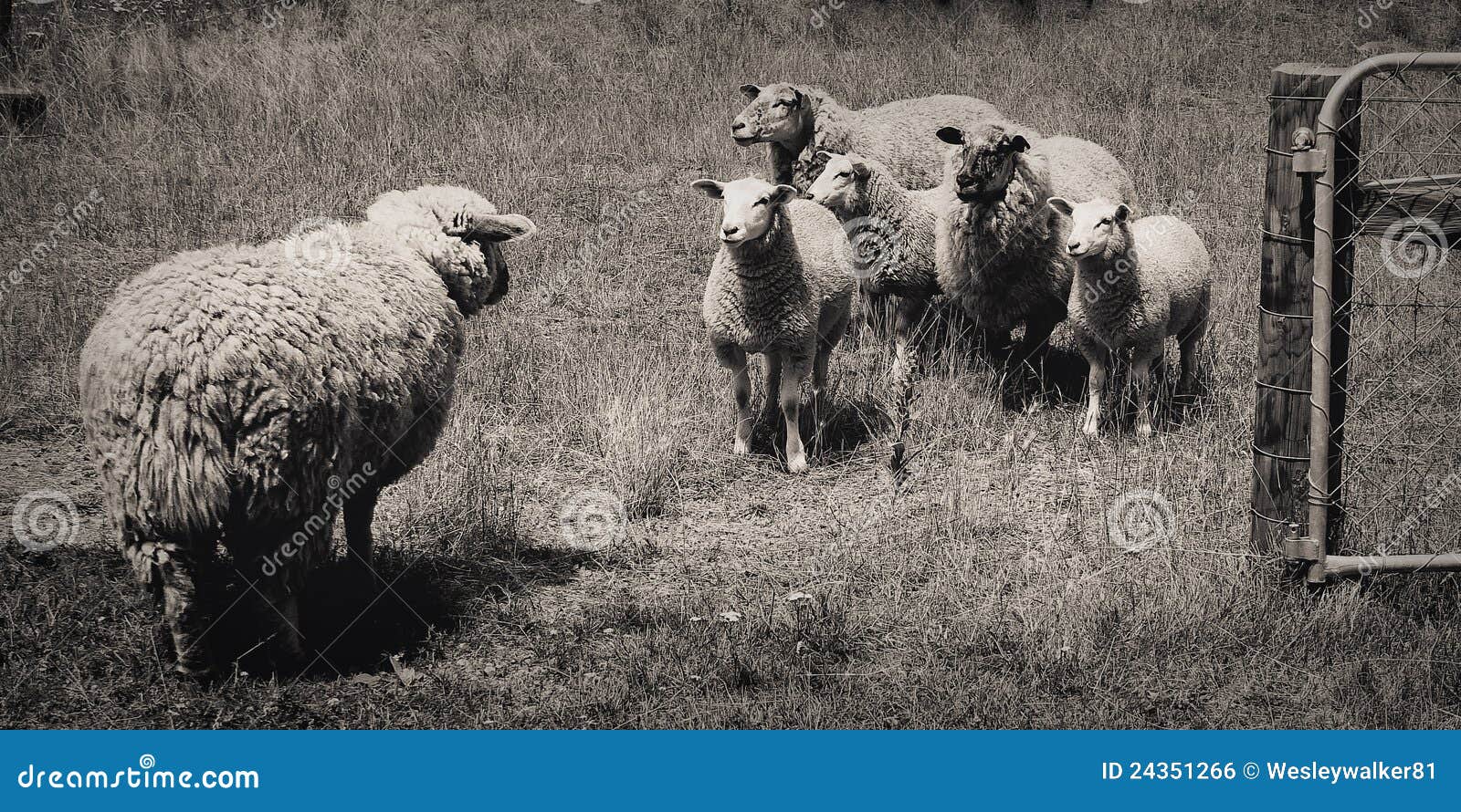 A Meeting of Sheep stock photo. Image of livestock, meeting - 24351266