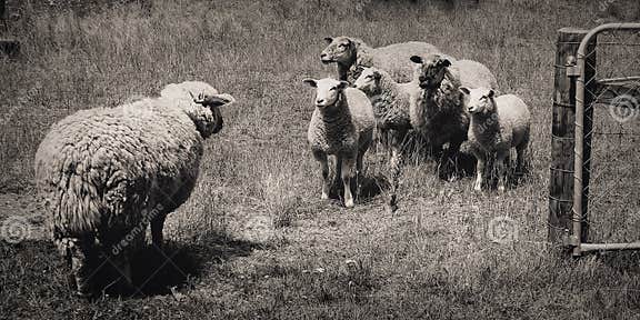 A Meeting of Sheep stock photo. Image of livestock, meeting - 24351266