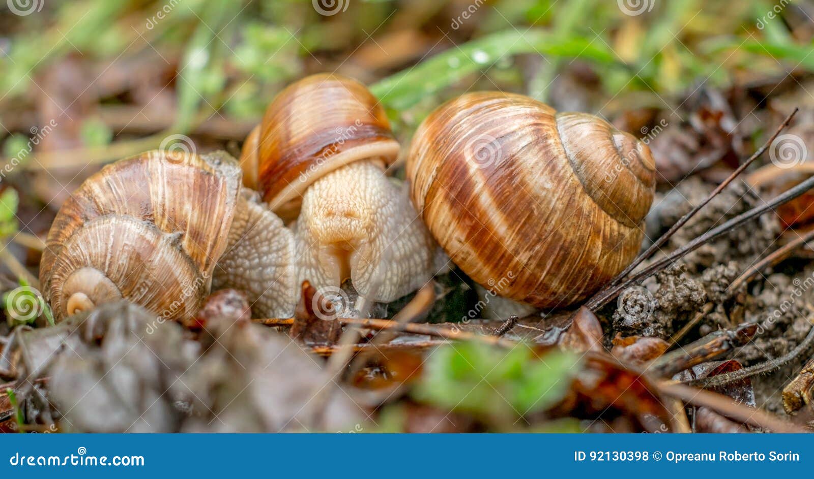 Meeting Of Two Snails Isolated On White Background, Concept Of Kissing ...
