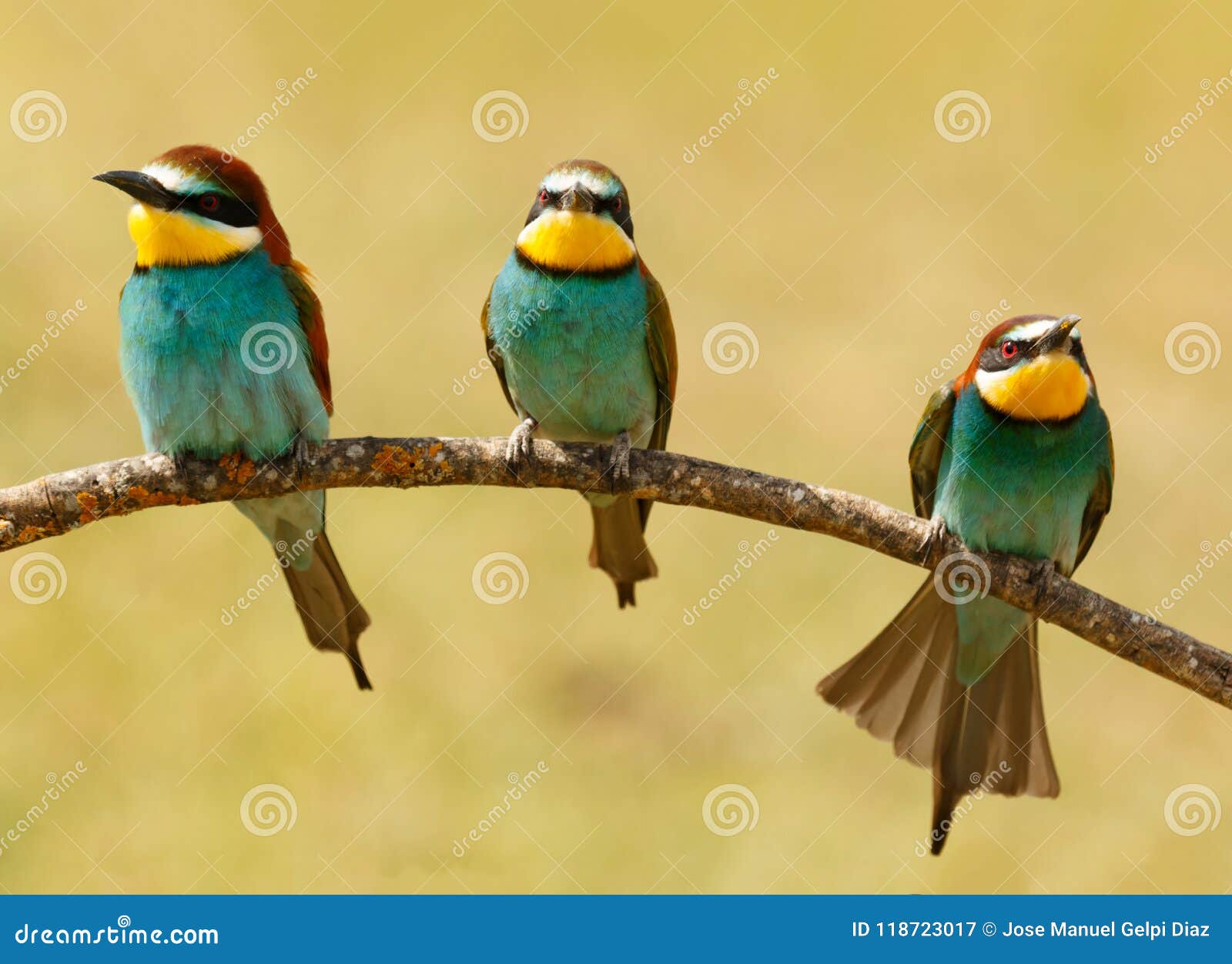 Meeting of Three Birds on a Branch Stock Image - Image of eating ...