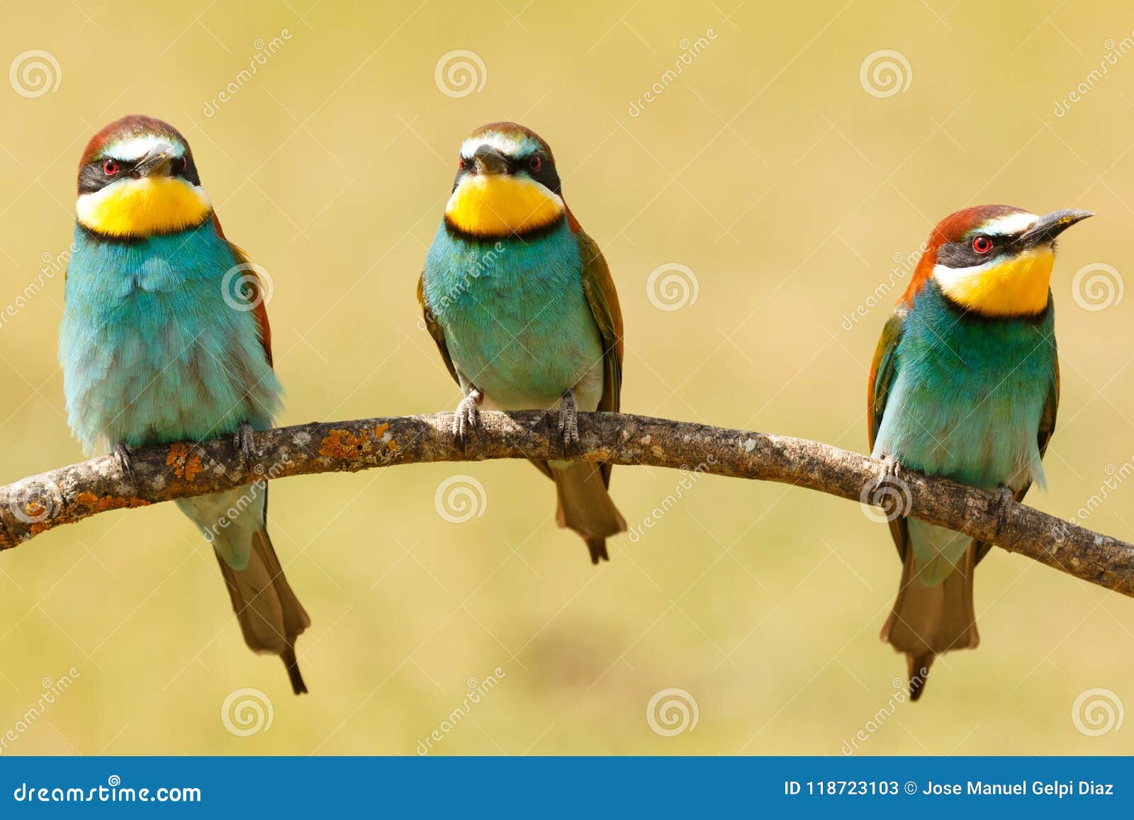 Meeting of Three Birds on a Branch Stock Image - Image of head, green ...