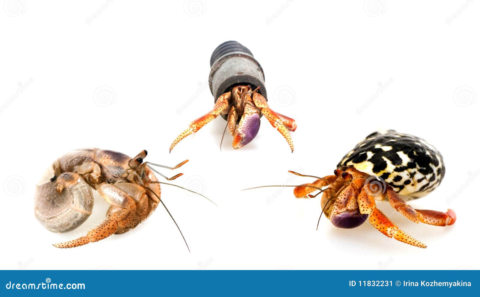 Meeting three-hermit crabs stock image. Image of creature - 11832231