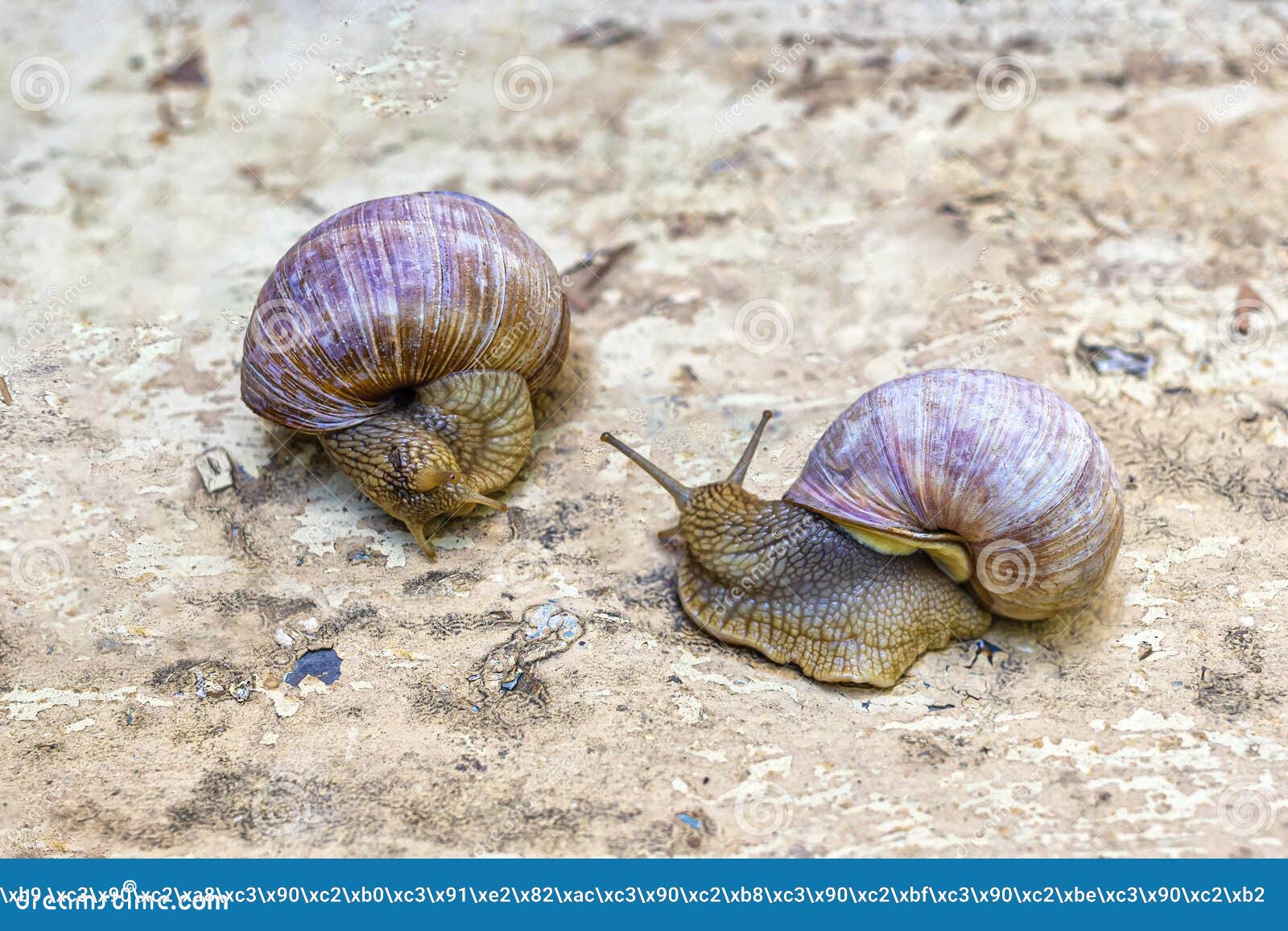 Meeting Of Two Snails Isolated On White Background, Concept Of Kissing ...