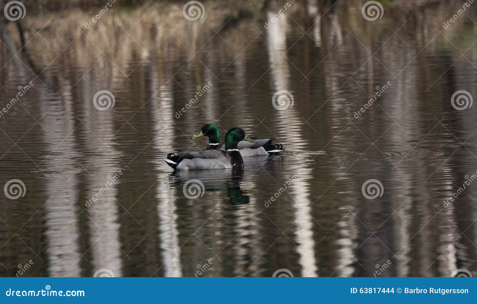 Meeting stock photo. Image of duck, animal, meets, swimmimg - 63817444