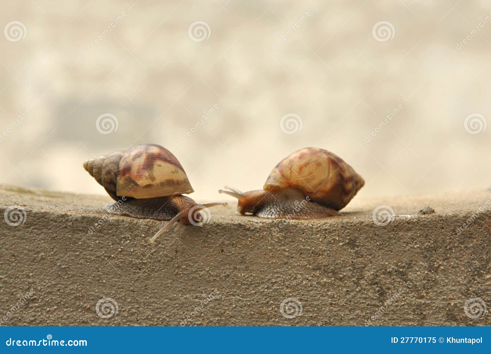 Two Snails Cuddling Looking At Each Other Royalty-Free Stock Photo ...