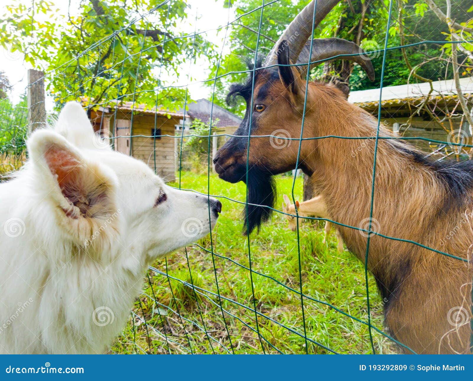 Meeting between a White Sheperd and a Goat Stock Image - Image of ...