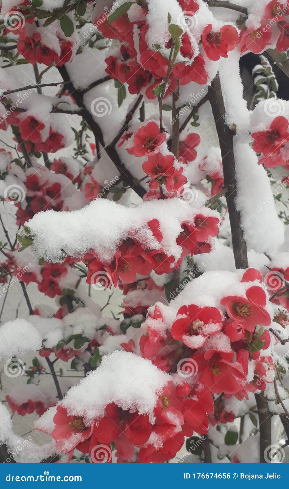The Meeting of Winter and Spring Stock Photo - Image of winter, nature ...