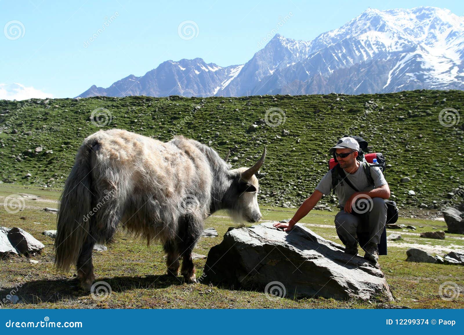 Meeting Yak stock photo. Image of hill, leisure, amazing - 12299374
