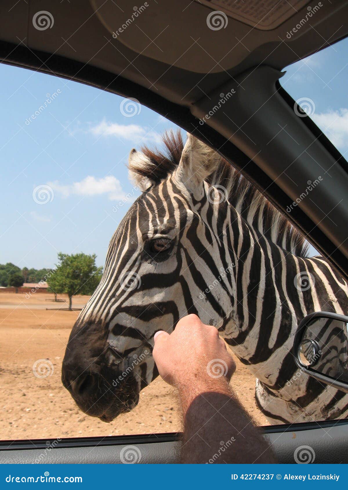 Meeting Zebra during Safari Stock Image - Image of tree, wildlife: 42274237