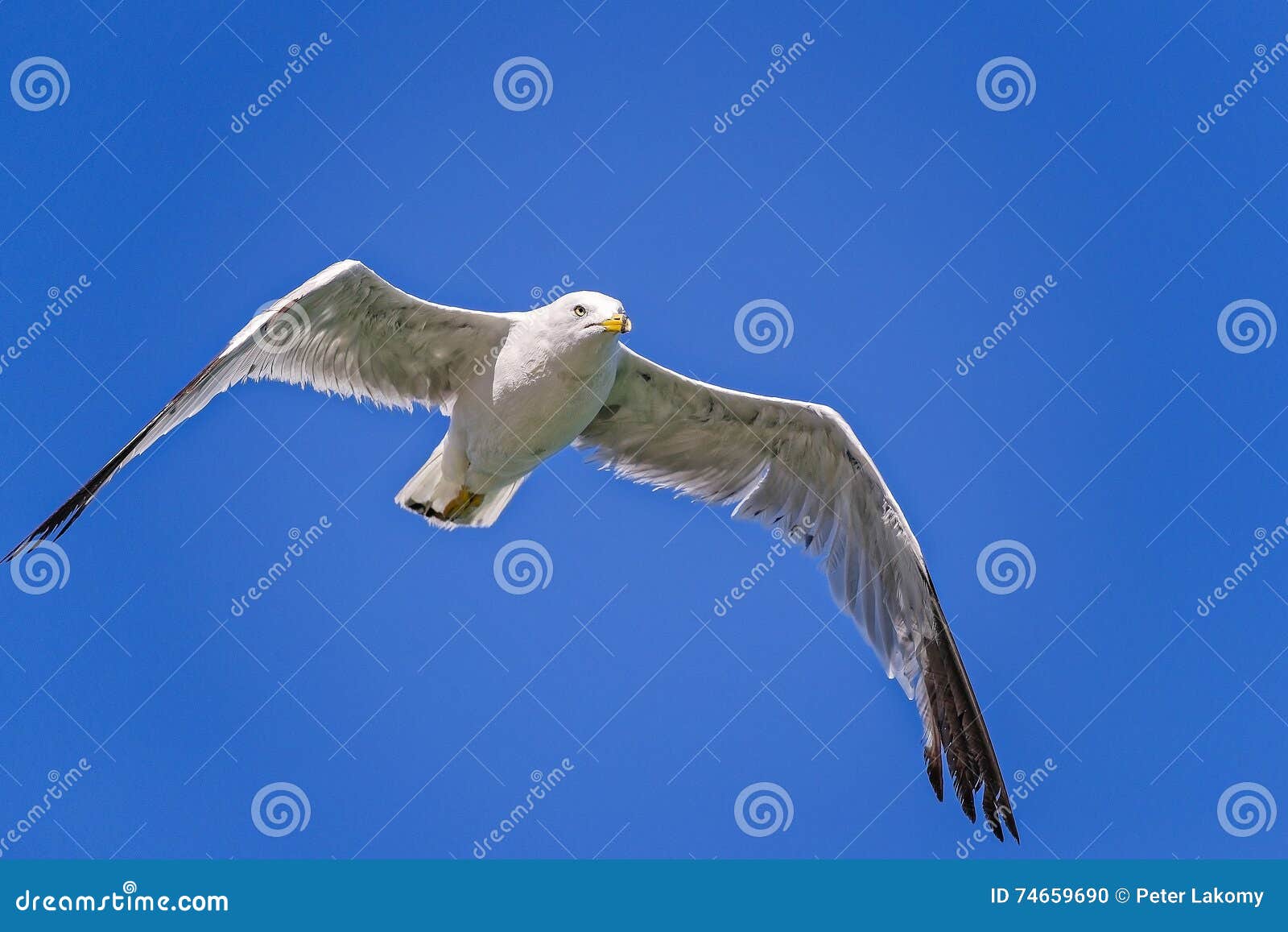 Meeuw tijdens de vlucht stock foto. Image of schoonheid - 74659690