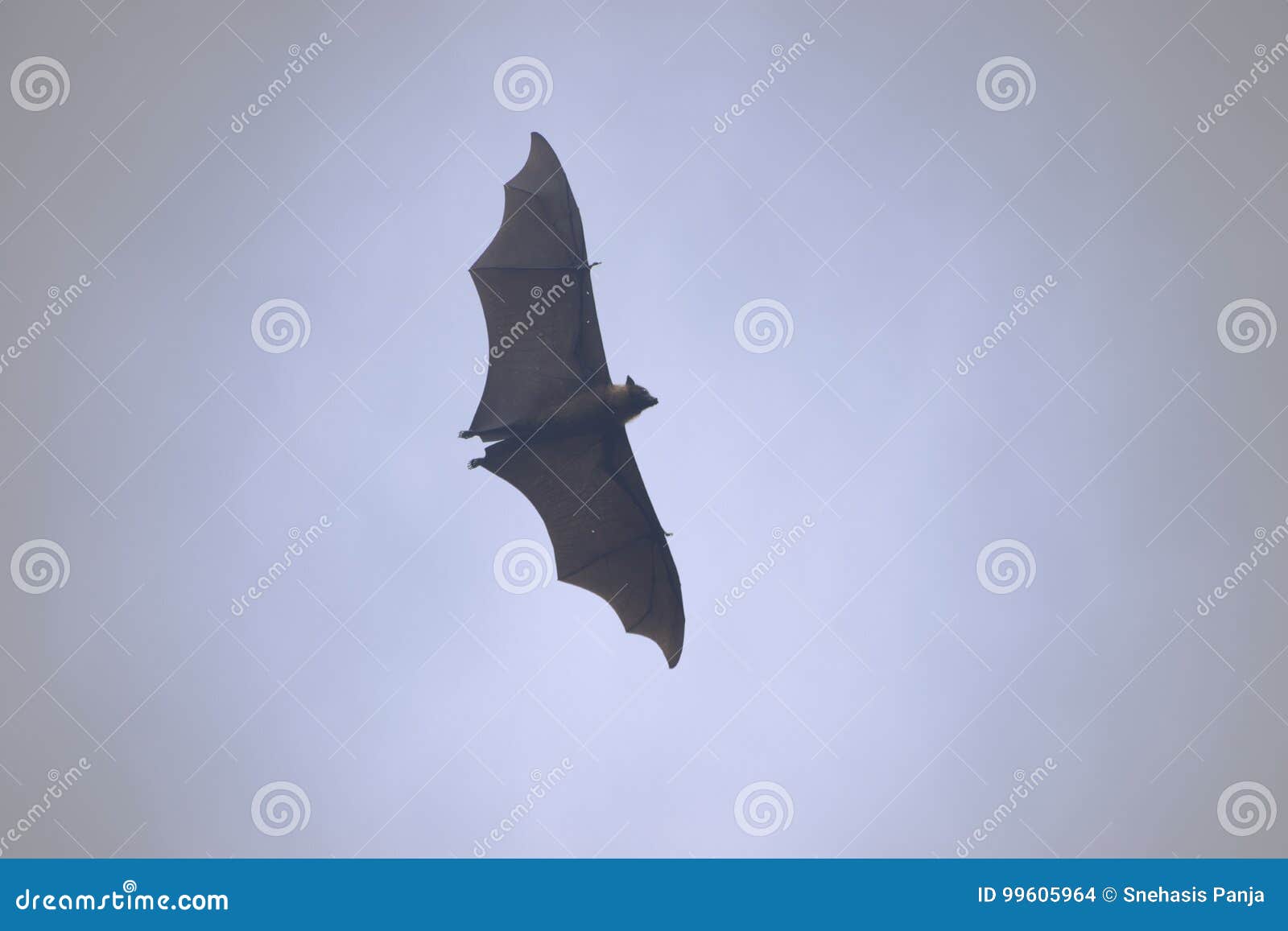 Mega Bat Flying with Stretched Wings in the Open Sky Stock Photo ...