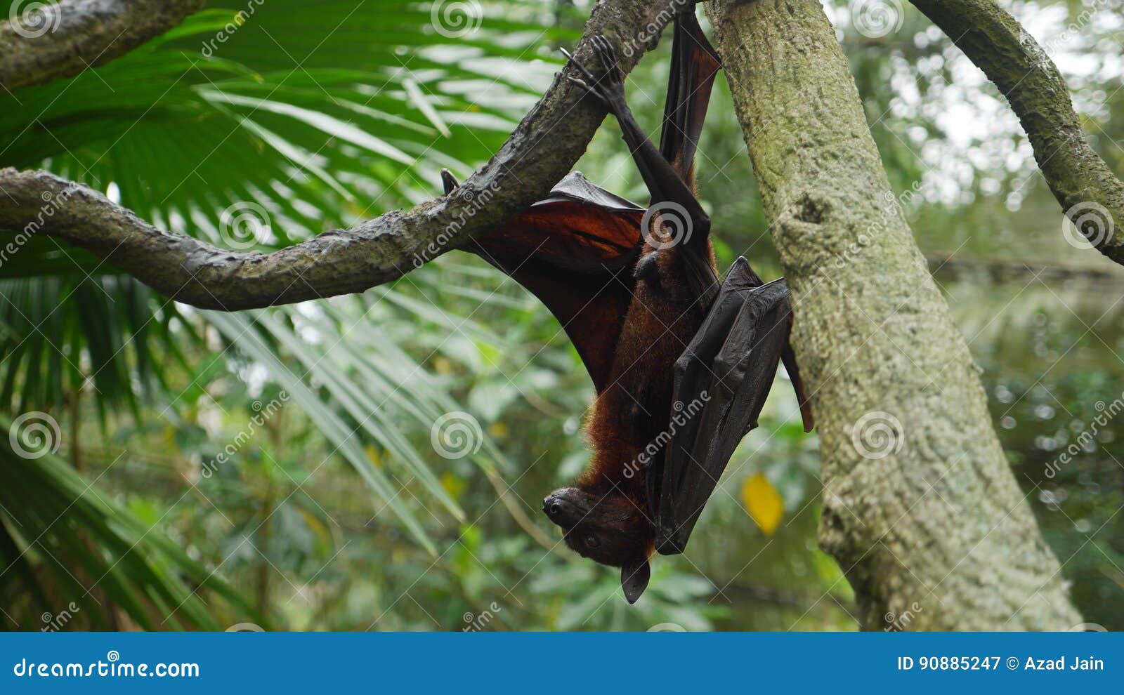 Indian Flying Fox