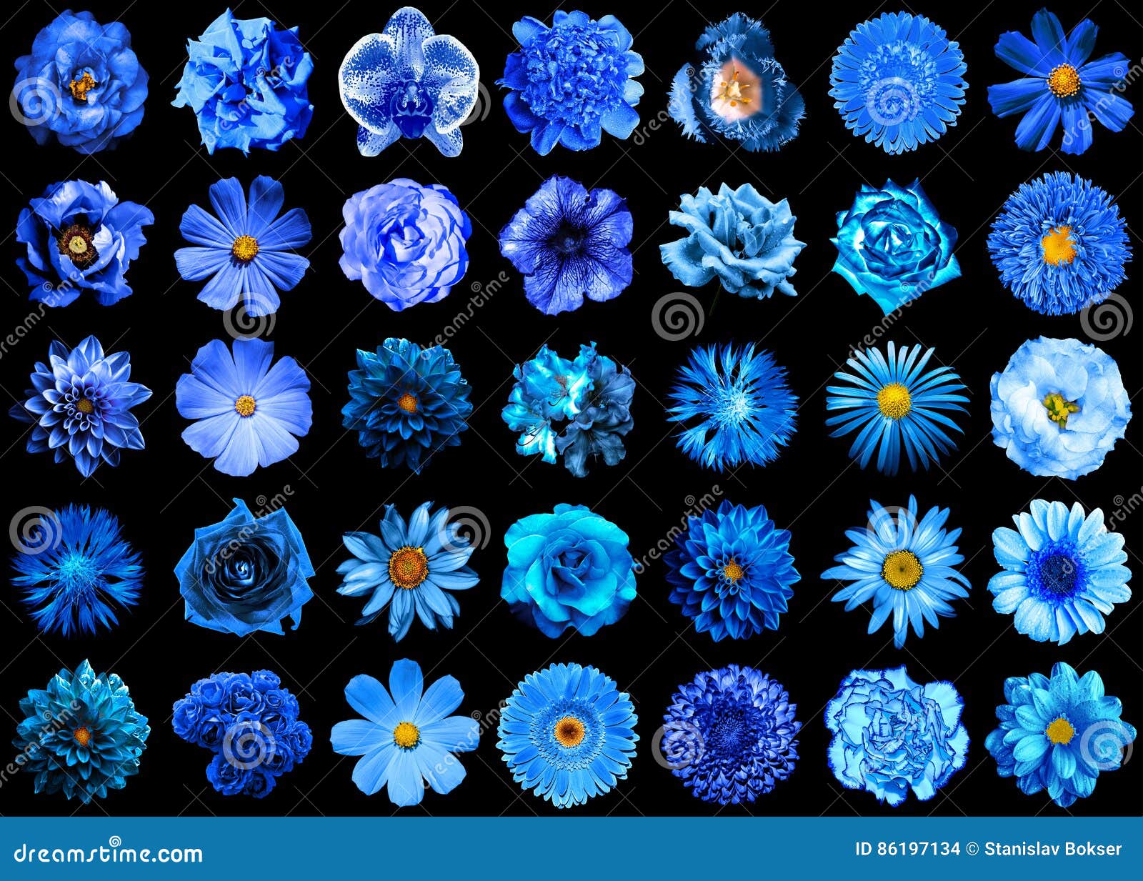 Mega Pack of Natural and Surreal Blue Flowers 35 in 1 Isolated Stock ...