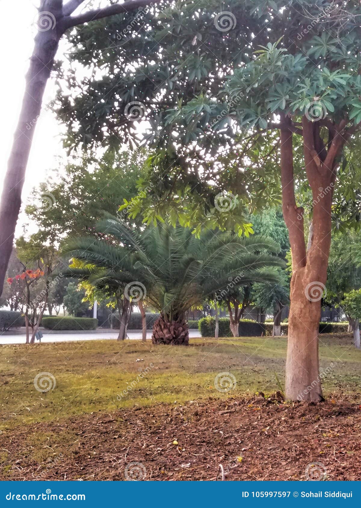 Mega Pine Apple stock image. Image of ground, burried - 105997597