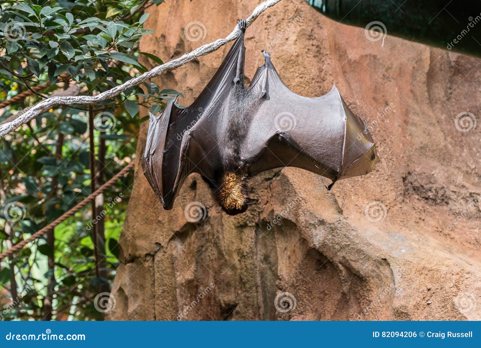 Megabat foto de stock. Imagem de tropical, selvagem, animal - 82094206