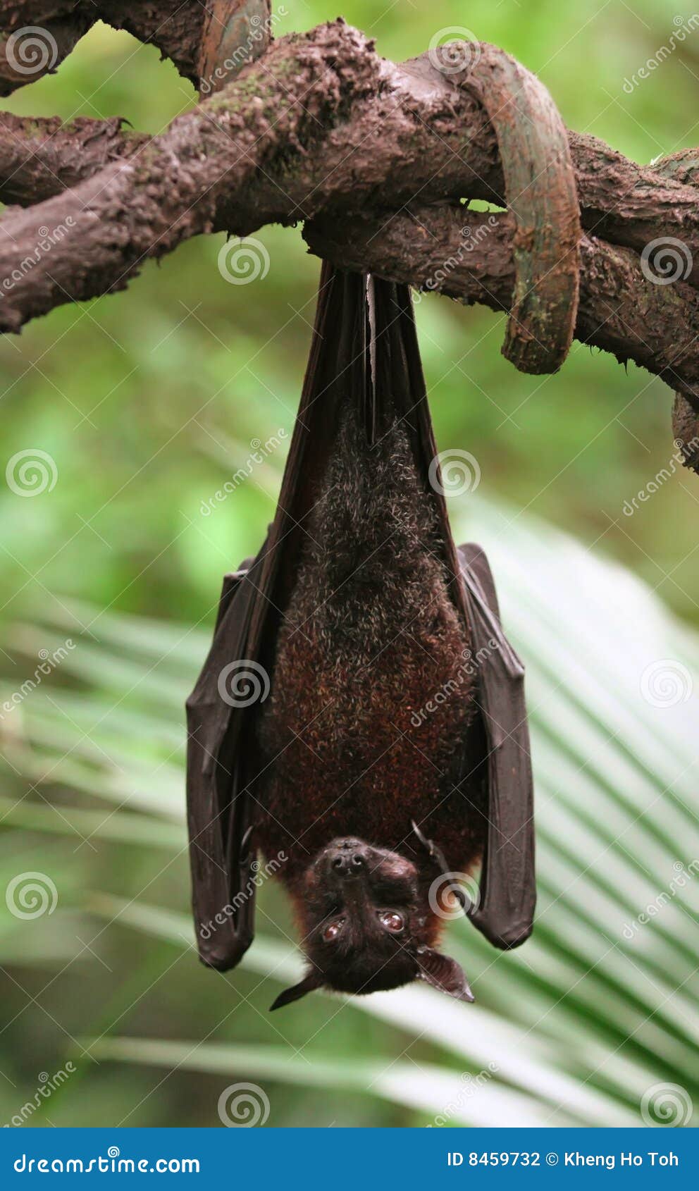 Megabat foto de stock. Imagem de vida, criaturas, cair - 8459732