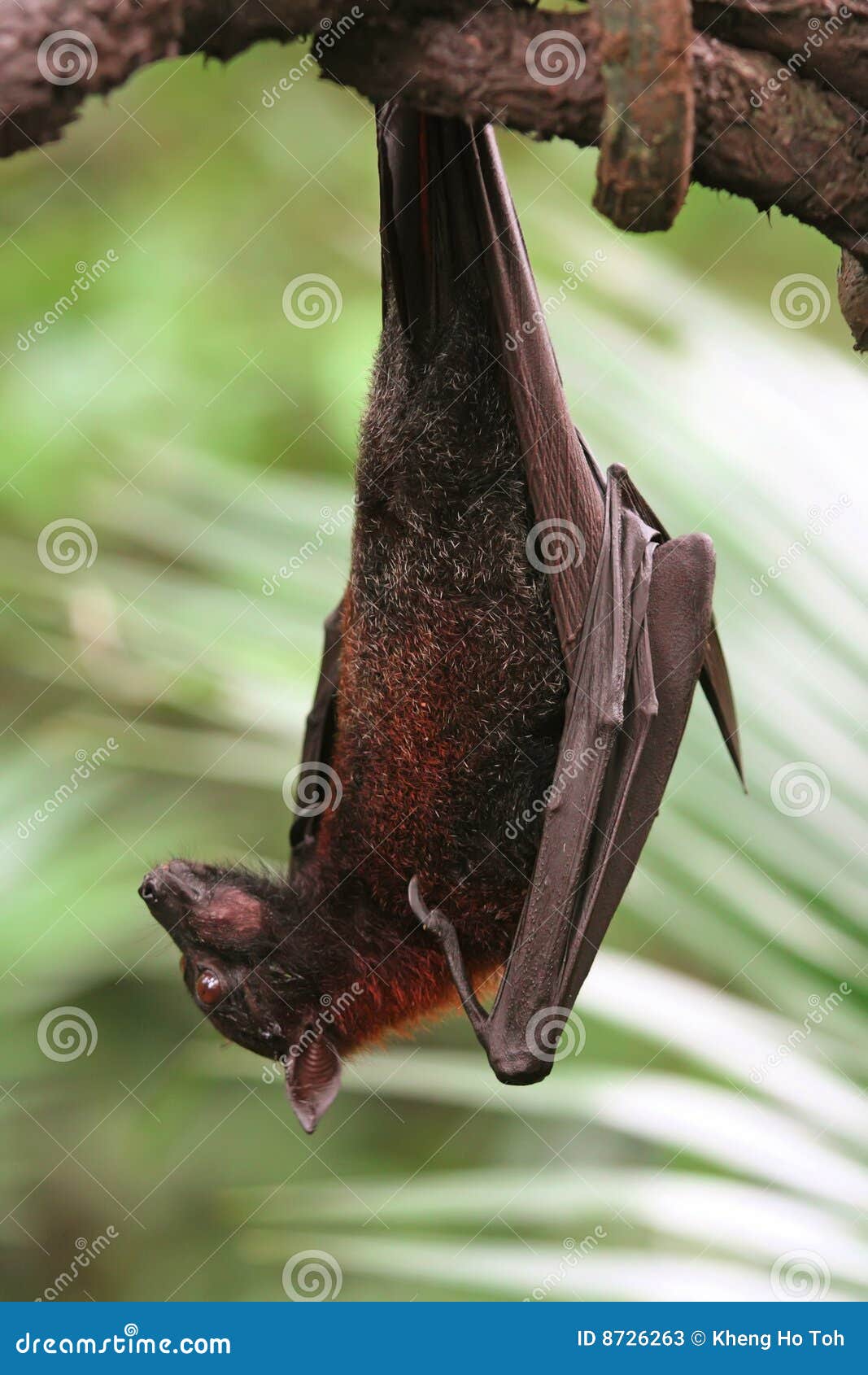 Megabat imagem de stock. Imagem de noturno, selvagem, vôo - 8726263