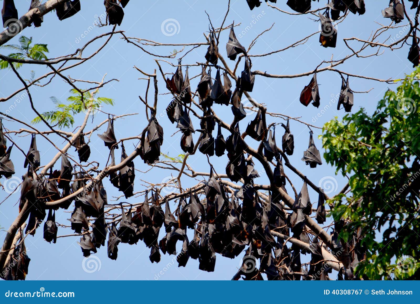 Megabat de Filipinas imagem de stock. Imagem de lata - 40308767