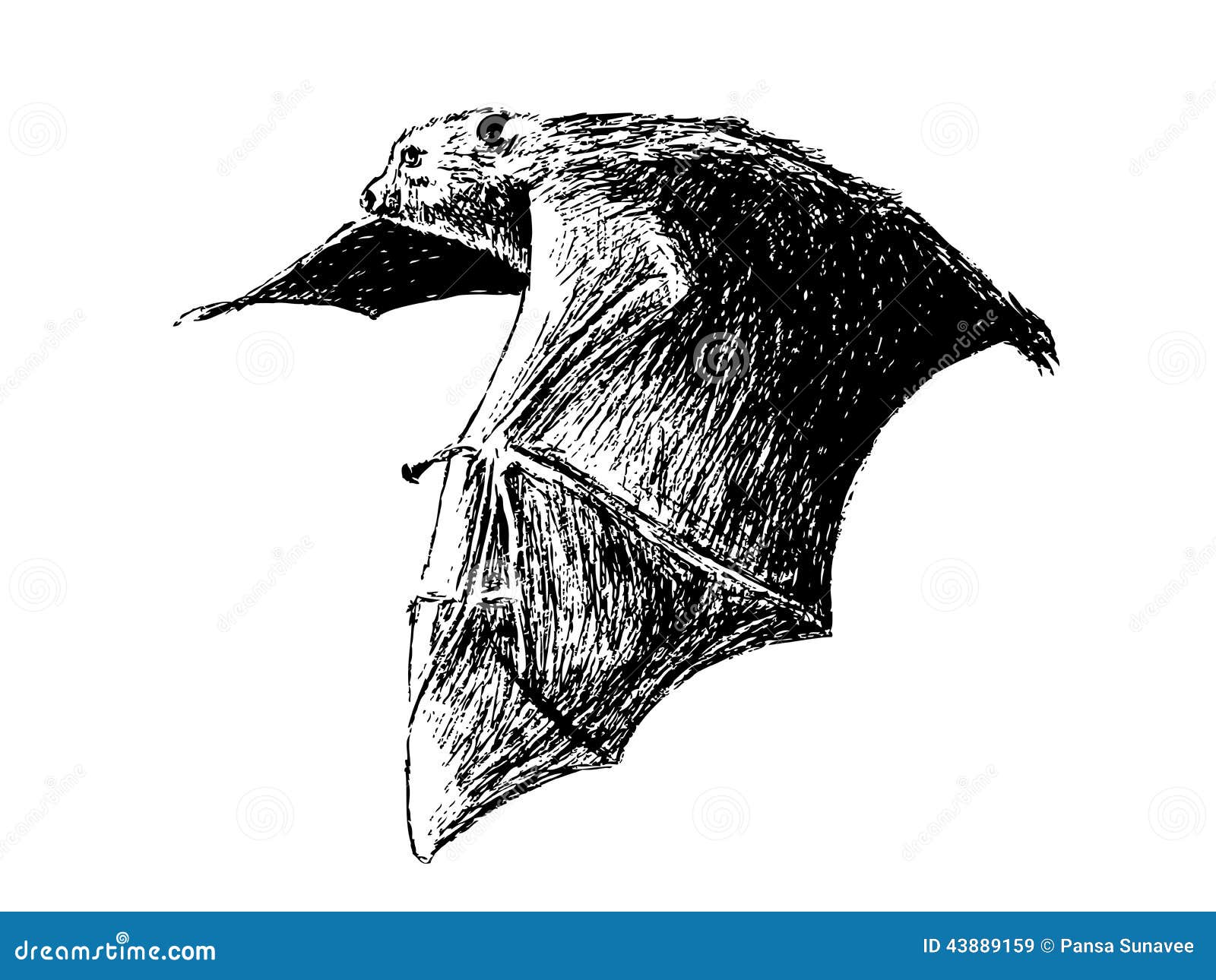 Megabat do voo ilustração do vetor. Ilustração de branco - 43889159