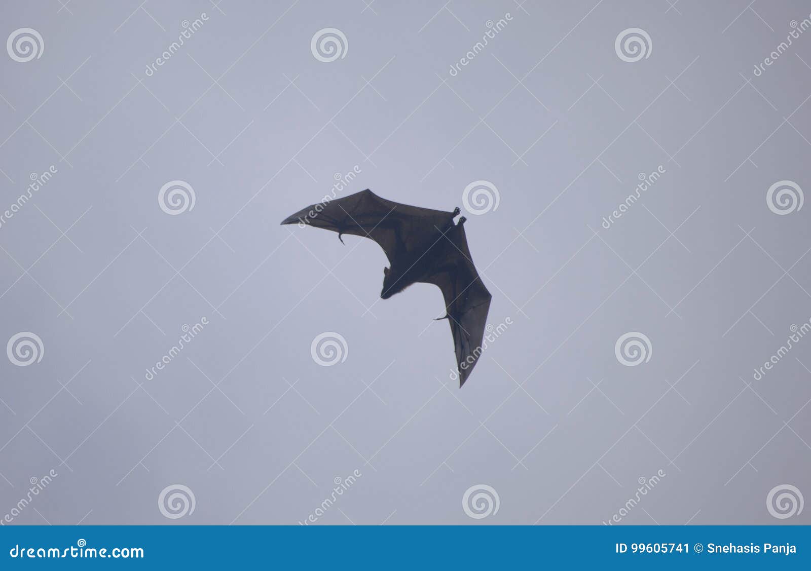 Megabat Flying with Stretched Wings in Rthe Open Sky Stock Image ...