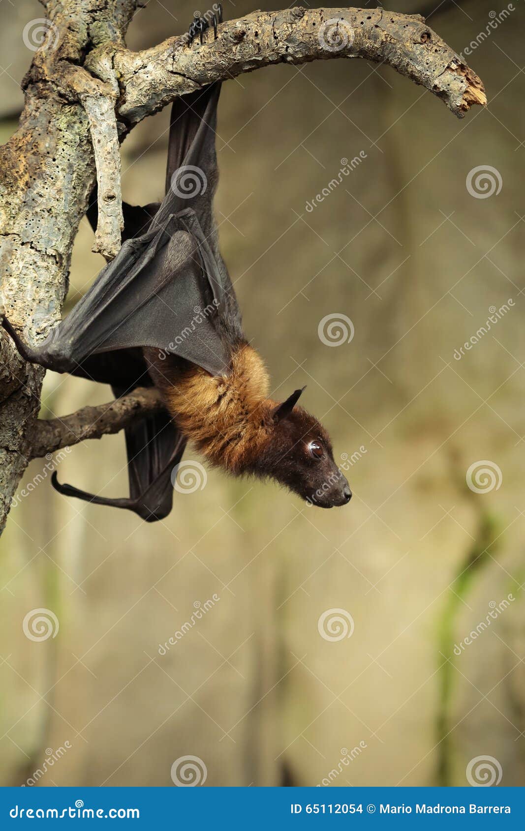 Megabat stock photo. Image of world, foxes, dracula, bats - 65112054